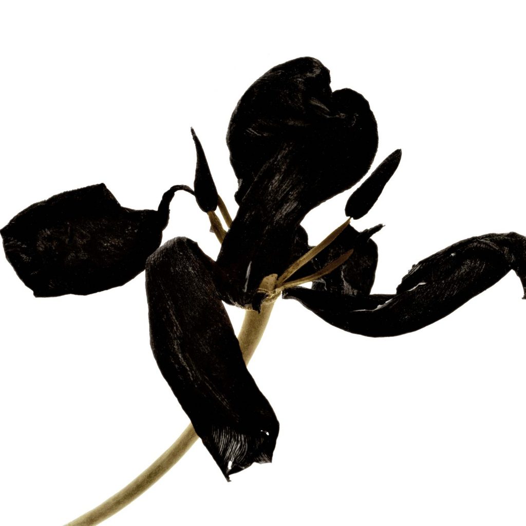 Denis Brihat | BnF | Paris – Le Bec en l'air